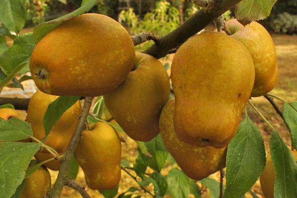 Hudson’s Golden Gem Apple | Cloud Mountain Farm Center & Nursery