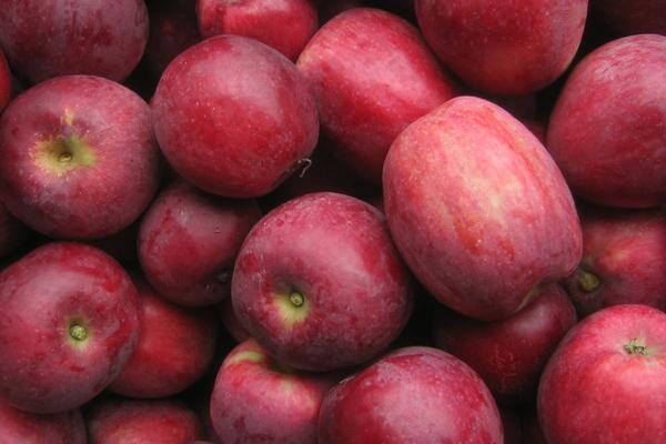 Freedom Apple Tree | Cloud Mountain Farm Center & Nursery