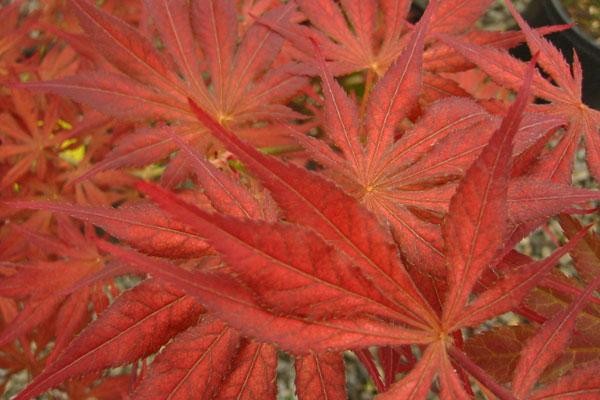 Hogyoku Japanese Maple | Cloud Mountain Farm Center & Nursery