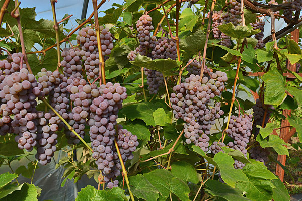 Glenora Table Grapevine, Certified- 1 gl size | Cloud Mountain Farm ...