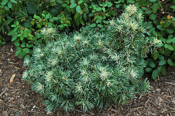 Excelsa Western Red Cedar- 1 gl size | Cloud Mountain Farm Center & Nursery