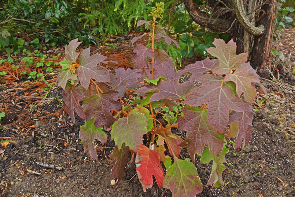 deciduous shrubs examples