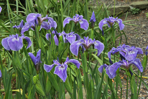 All PNW Native Plants | Cloud Mountain Farm Center & Nursery