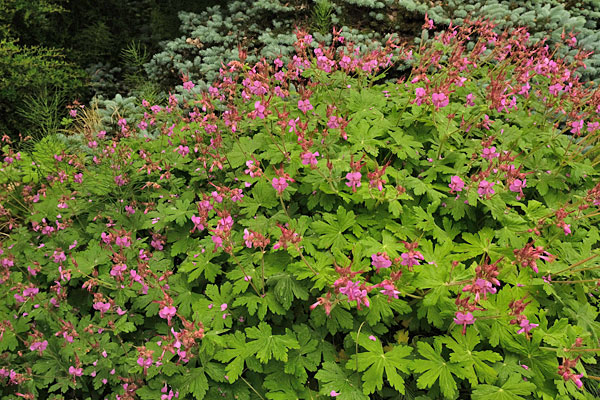 bigroot geranium varieties