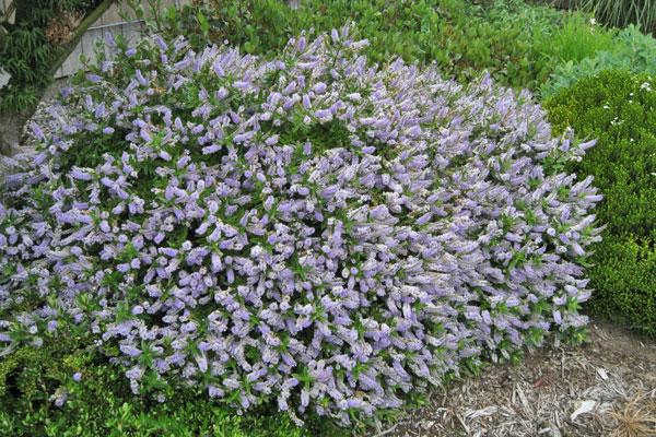 hebe shrub