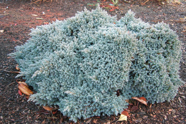 juniperus blue star