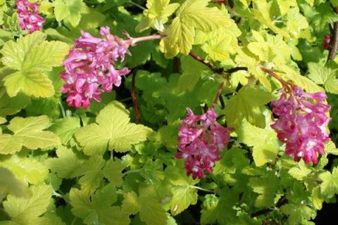 All PNW Native Plants | Cloud Mountain Farm Center & Nursery