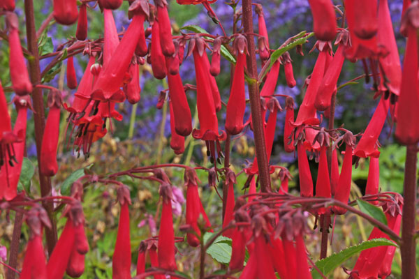 cape fuchsia