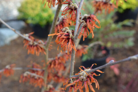 Diane Witch Hazel | Cloud Mountain Farm Center & Nursery