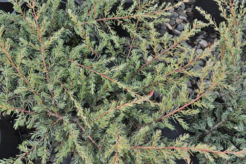 All PNW Native Plants | Cloud Mountain Farm Center & Nursery