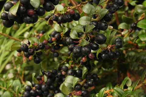 All PNW Native Plants | Cloud Mountain Farm Center & Nursery