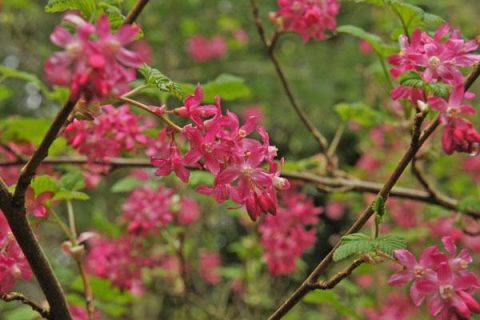 PNW Native Shrubs | Cloud Mountain Farm Center & Nursery