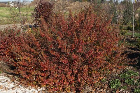 Lacette™ Fragrant Sumac | Cloud Mountain Farm Center & Nursery