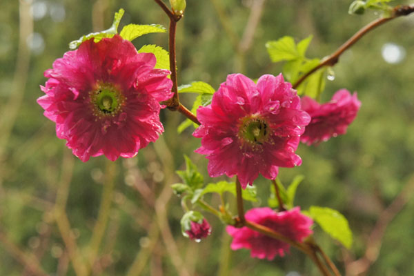rubus olympic double