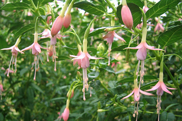 fuchsia tree