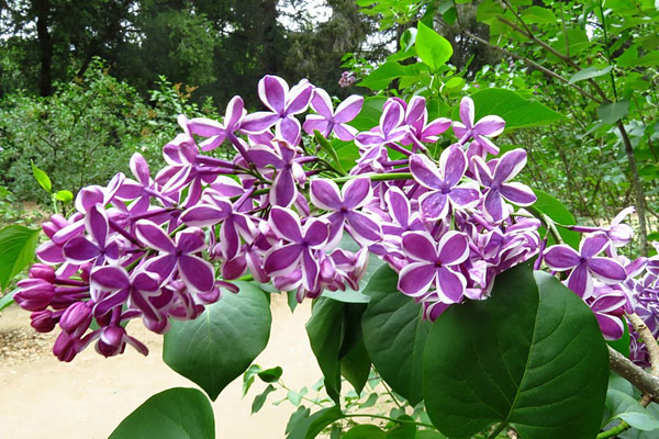 sensation lilac size