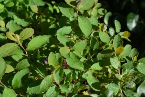 All PNW Native Plants | Cloud Mountain Farm Center & Nursery