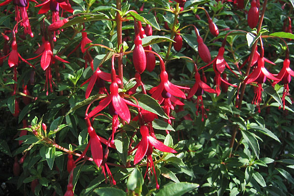 fuchsia 'tom thumb