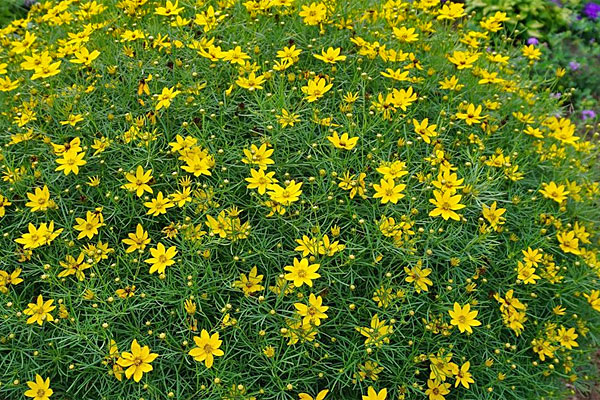 threadleaf coreopsis zagreb